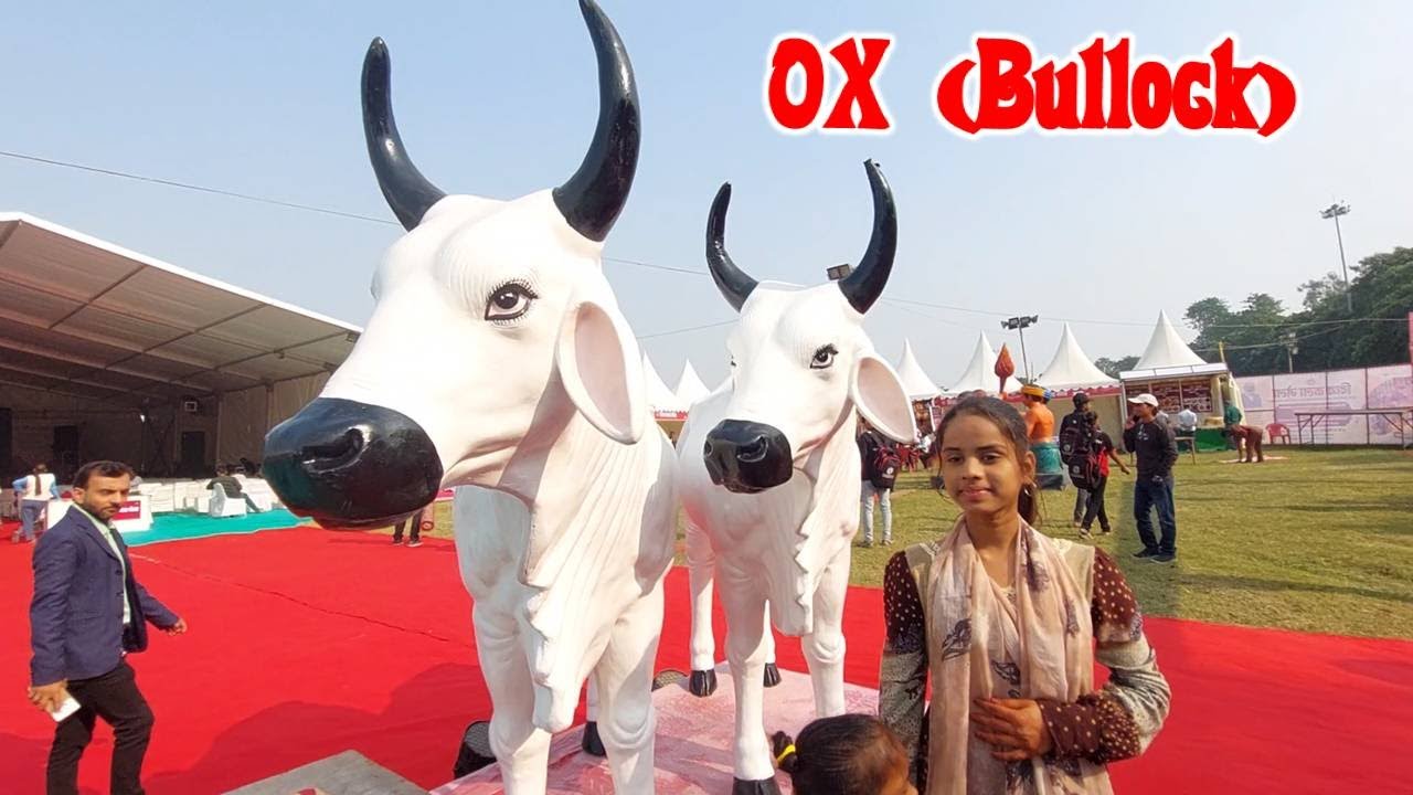 About OX (Bullock) | What is an OX in Hindi 🐂बैल एक पालतू पशु है - YouTube