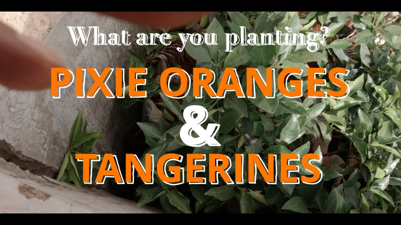 What are you PLANTING? PIXIE Oranges and TANGERINES - YouTube