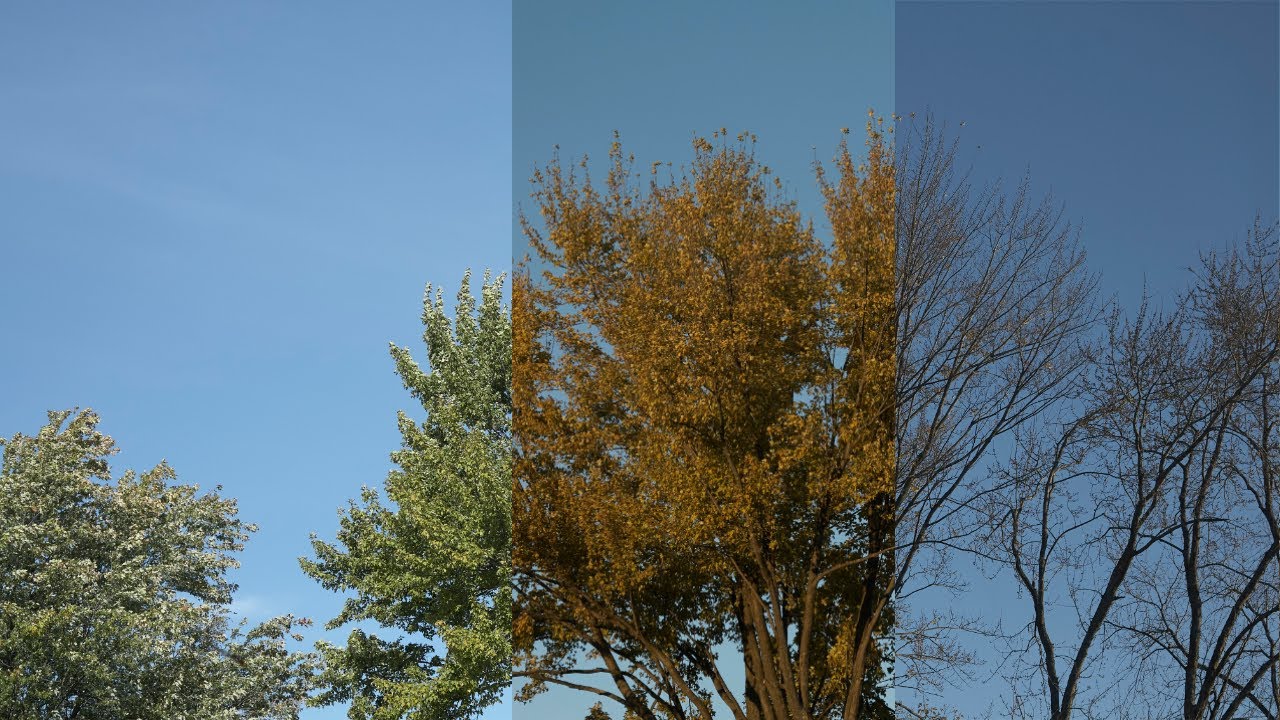 Leaves Changing From Green to Fall Colors and Then Falling Off Time ...