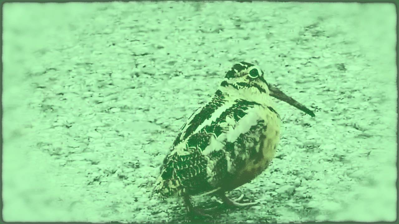 Woodcock Dance - I Like to Move It - YouTube