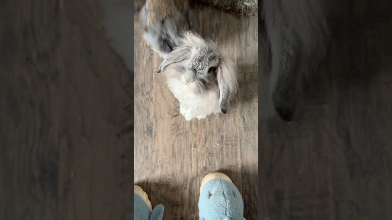 Bunny and Clyde - the rabbits - YouTube