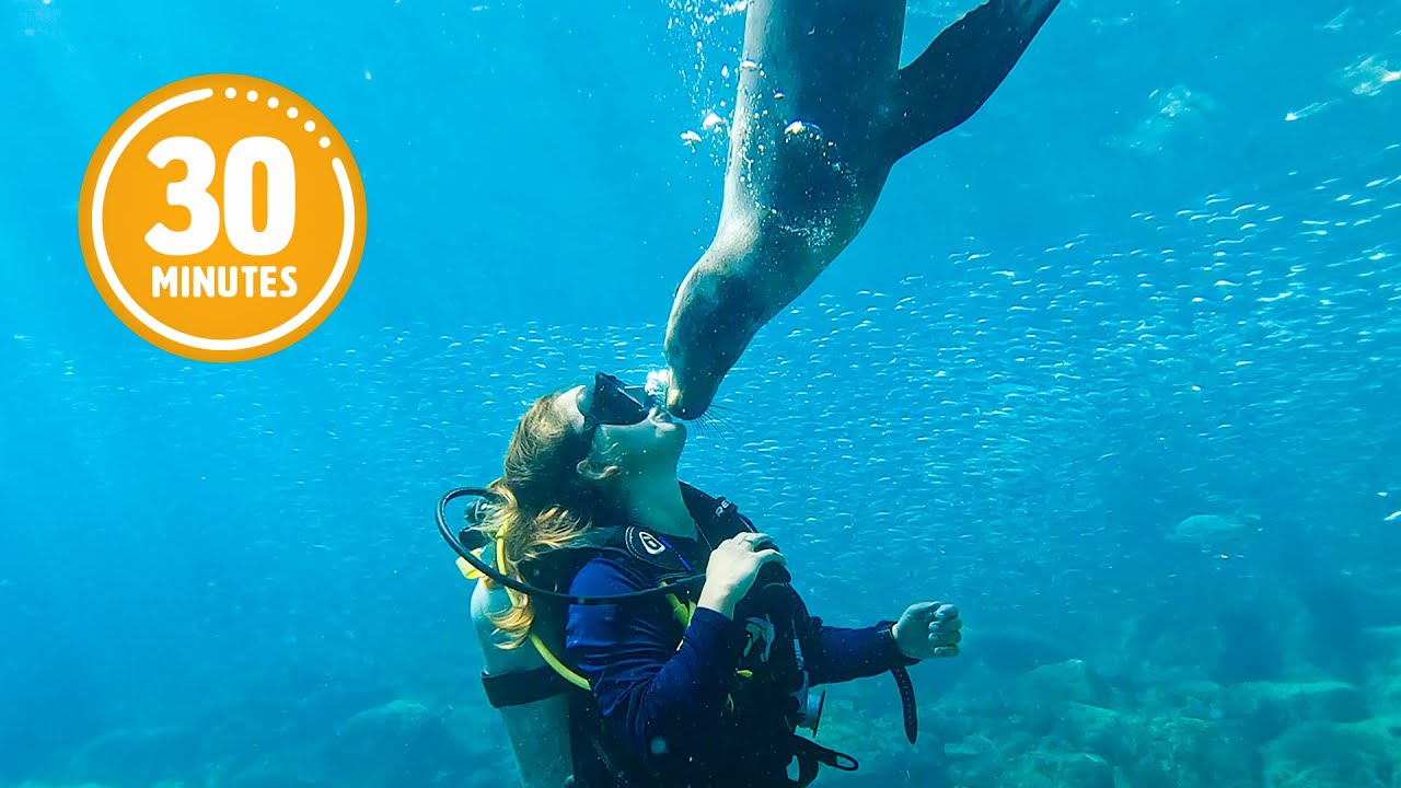 BEST Ocean Videos 🐳 | Compilation - YouTube