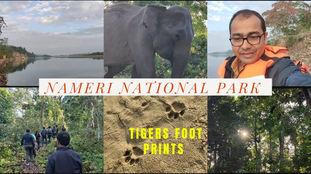 FOOT PRINTS OF TIGER SEEN @ NAMERI NATIONAL PARK. 🐅🐯#assam #nameri #tiger #birds - YouTube