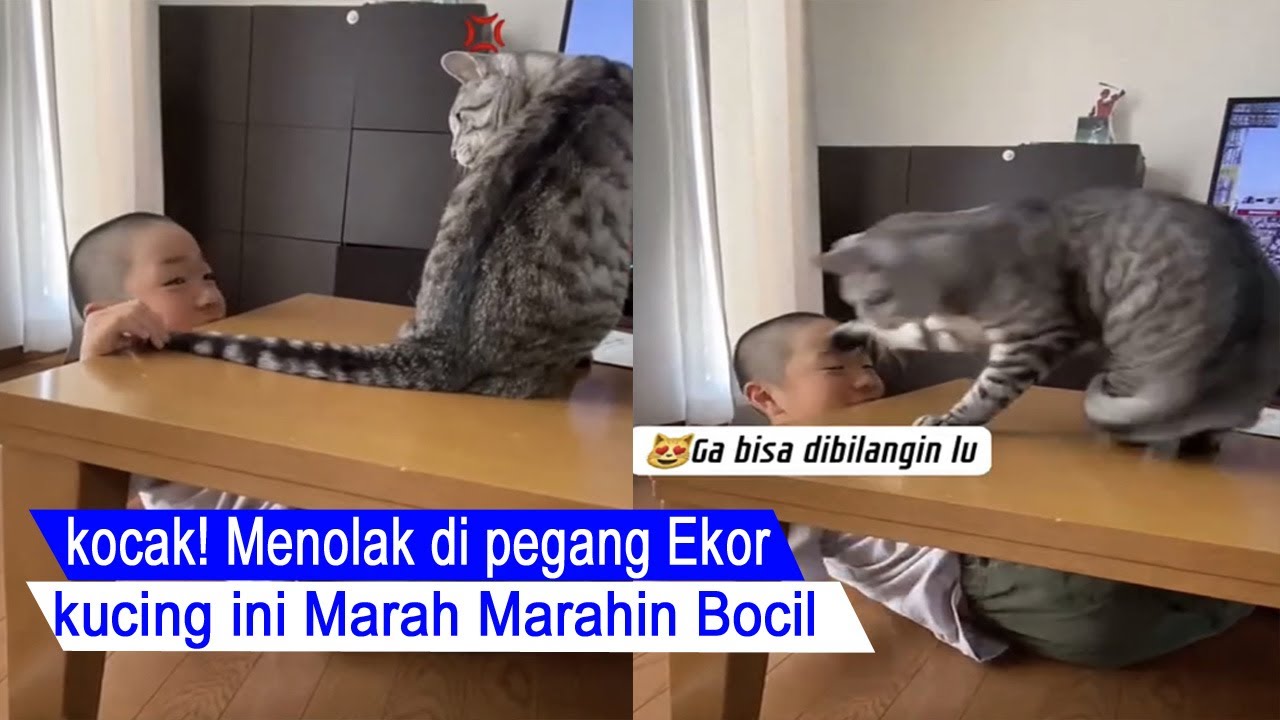 PASTI NGAKAK! Perkara Ekornya di pegang Kucing sampai Emosi Marahin Bocil/kompilasi kucing Lucu ...