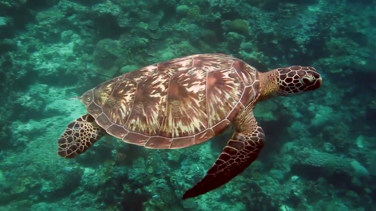 Swimming Green Sea Turtle - YouTube