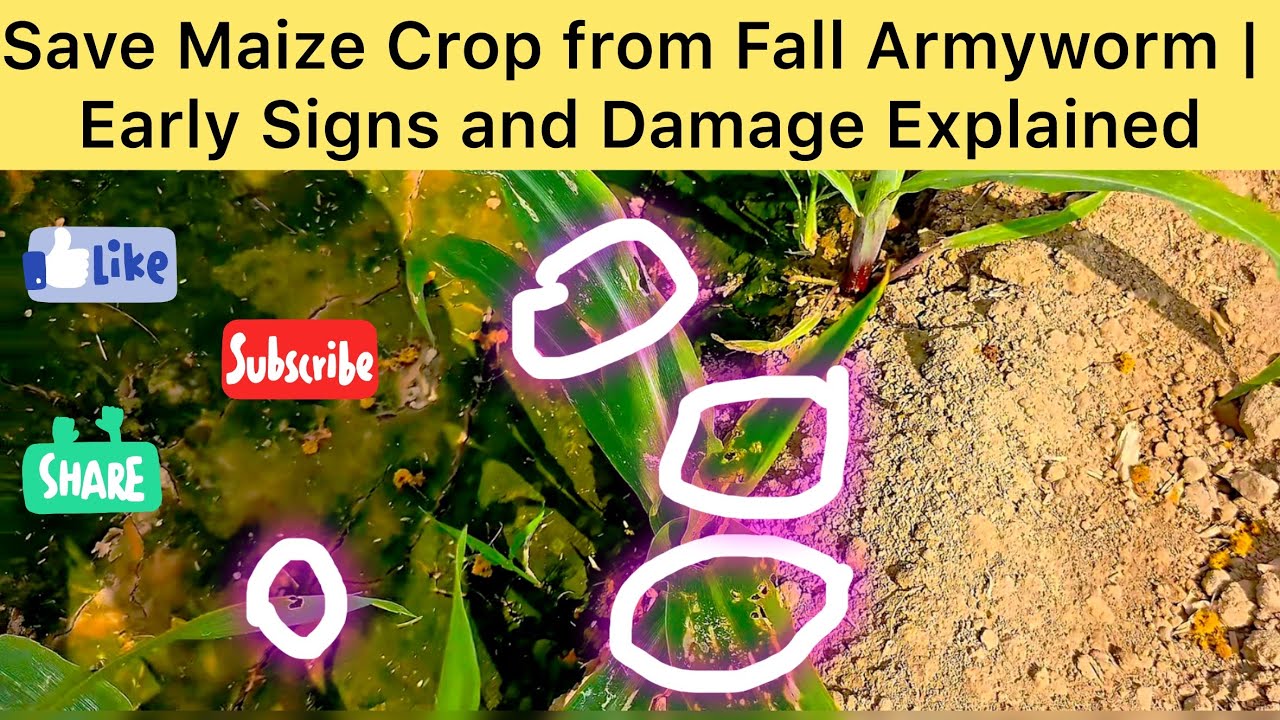 Save Maize Crop from Fall Armyworm | Early Signs and Damage Explained ...