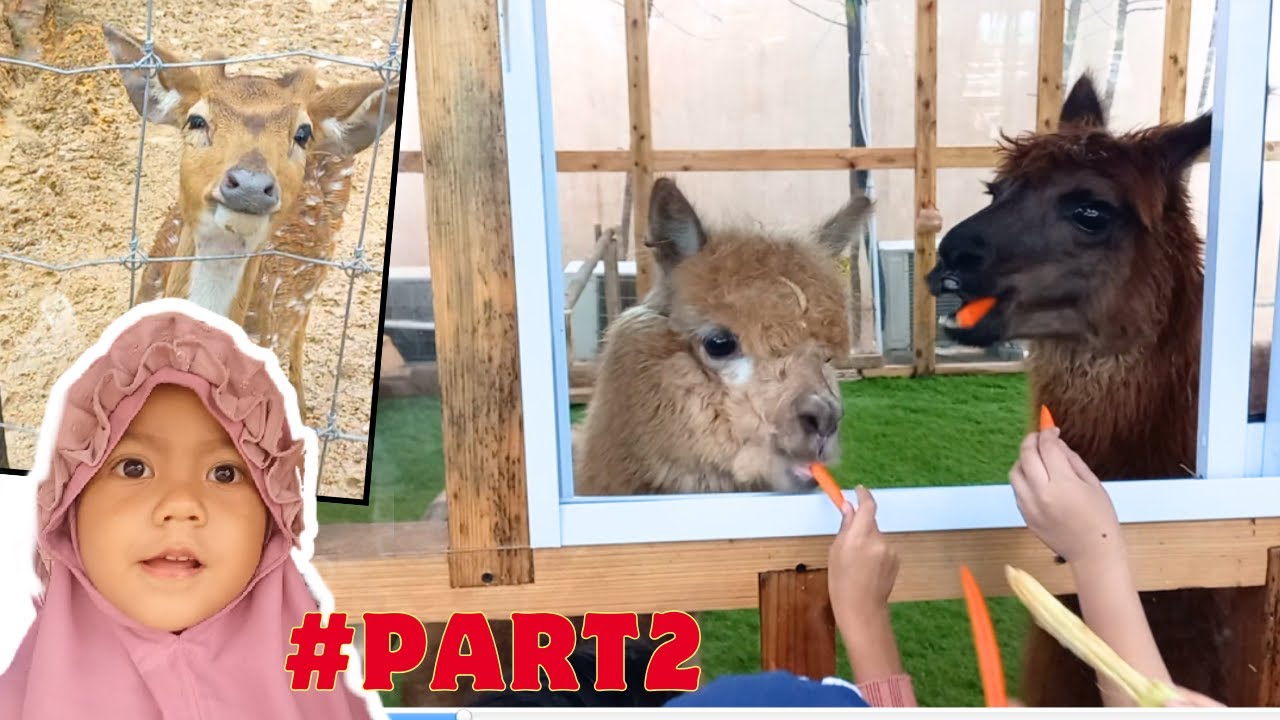 PART 2 MINI ZOO || BANYAK HEWAN LANGKA DISINI || ADEK KARIN BERANI ...