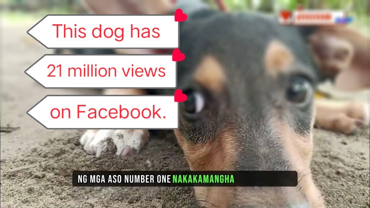 This dog recently got 21 million views on Facebook, #dogs #doglovers # ...