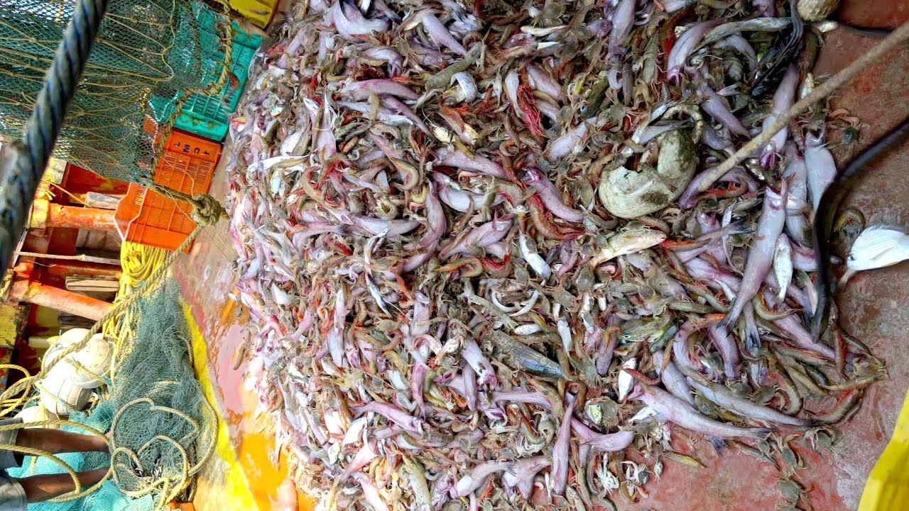 Bombay duck Trawlnet Fishing video ll Samundar mai machli 🐟🐟🙏🏼🙏🏼💯😍 ...