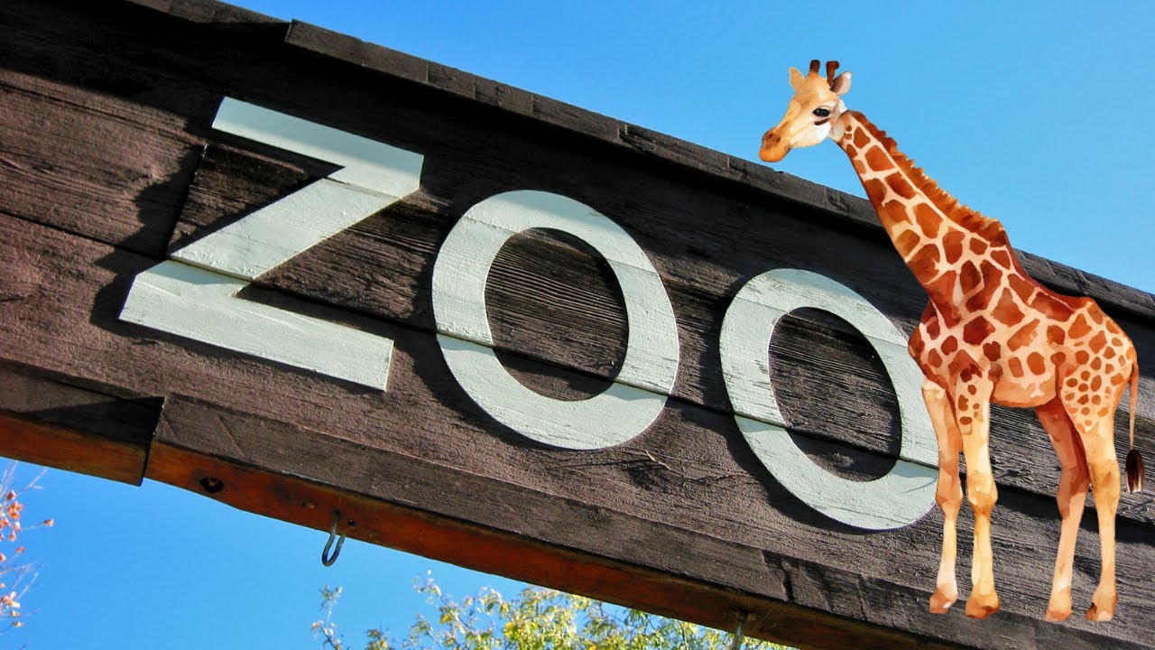 Experience the REAL Wildlife Animals Adventure - Visit the Zoo - YouTube