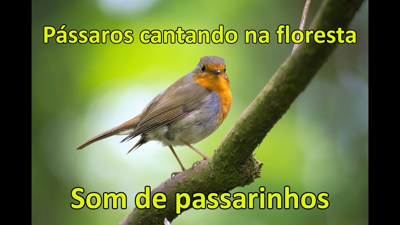 Pássaros cantando na floresta | Som de passarinhos | Sons da Natureza ...