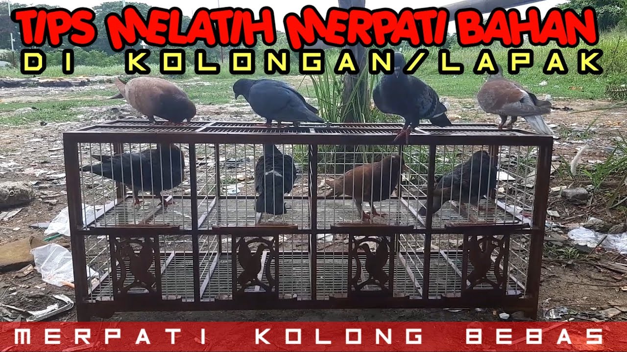 🔴CARA MELATIH PIYIK MERPATI KOLONG BEBAS DI LAPAK//TEAM KENWOOD//TEAM ...
