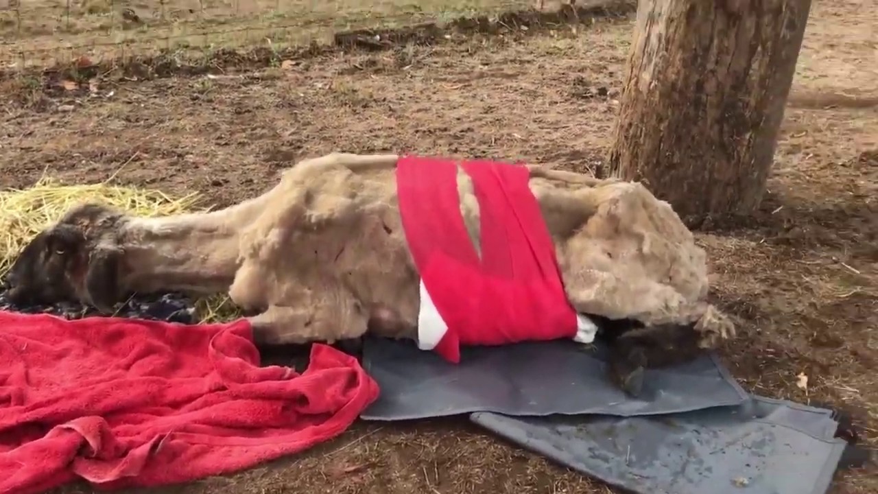 Amazing Sheep Rescue Story - YouTube