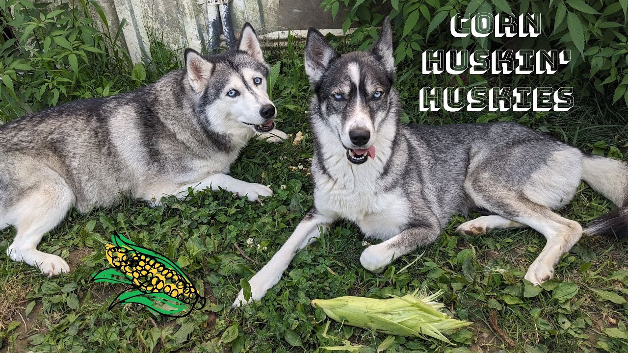 Corn Husking Huskies! 🌽🐺 - YouTube