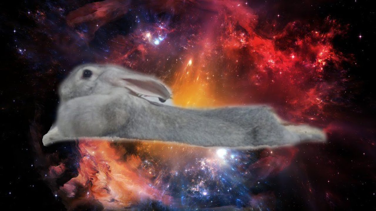 MEMES DE CONEJOS #3 🐇 - YouTube