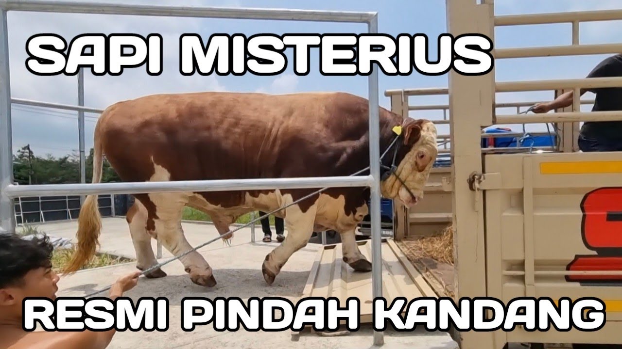 RESMI...! SAPI MISTERIUS, JANOKO, KAPTEN DAN BINTANG PINDAH KANDANG ...