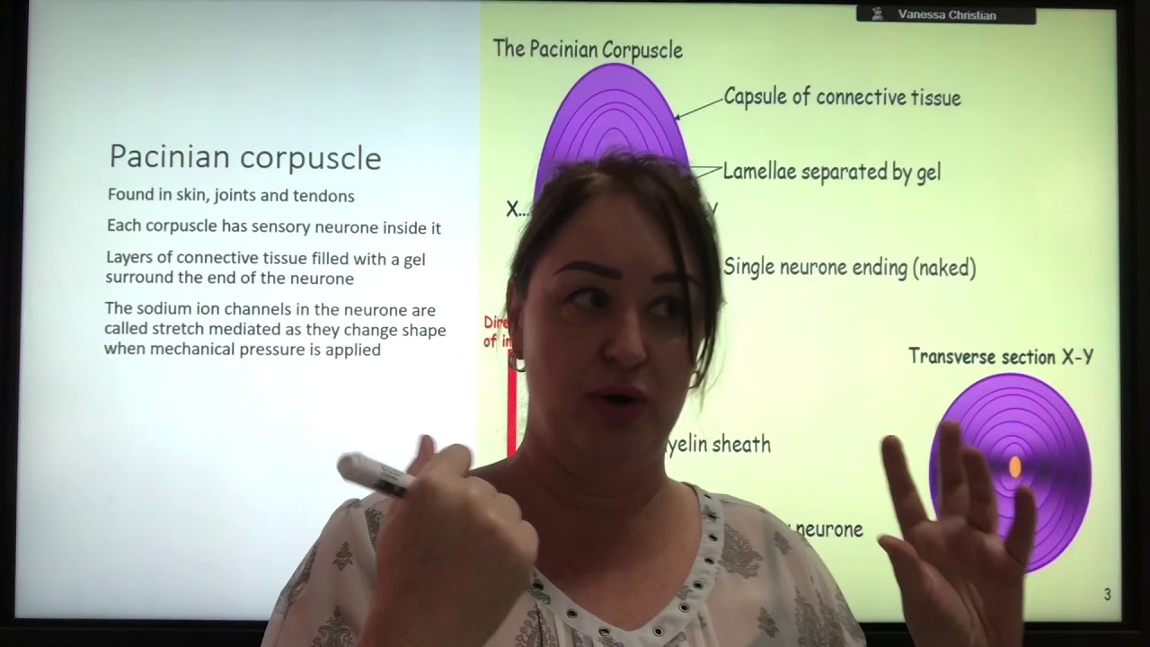 Pacinian corpuscle - YouTube