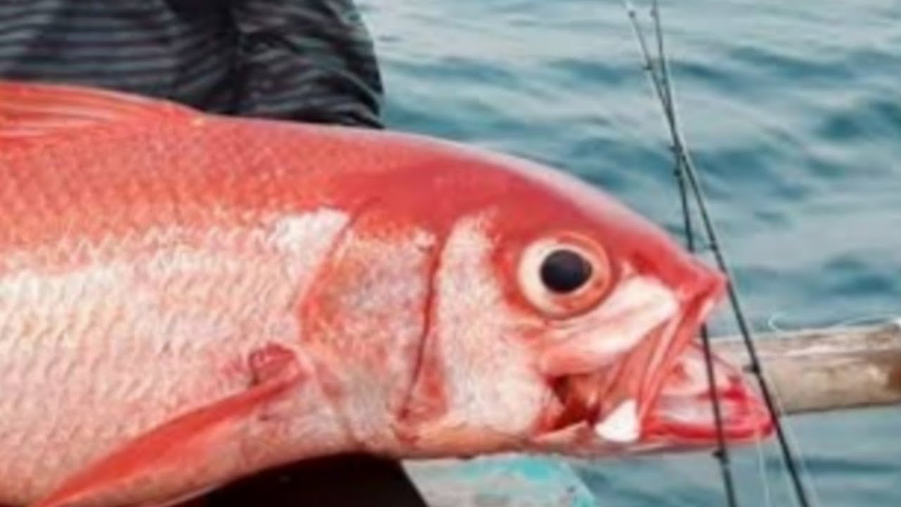 NGAYON LANG AKO NAKAHULI NG GANITONG KLASING ISDA SA MALALIM NA BAHURA ...