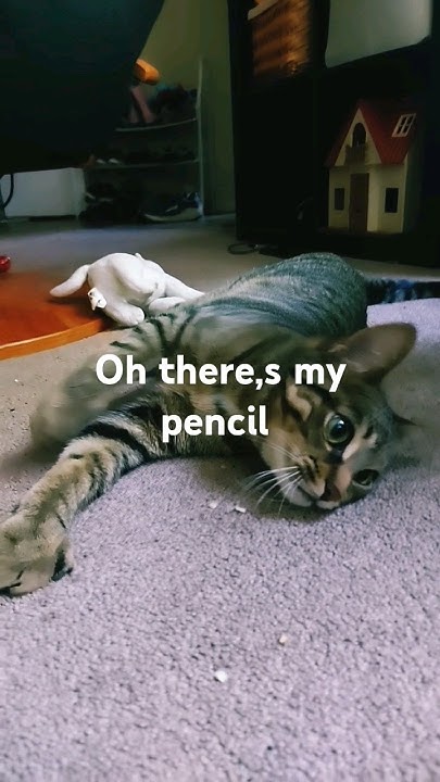 spasmodic cat belike - YouTube