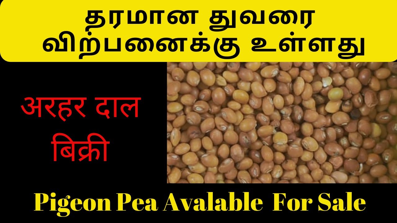 #Thuvarai Virpanaiku | துவரை விற்பனைக்கு | अरहर दाल बिक्री | Pigeon Pea ...