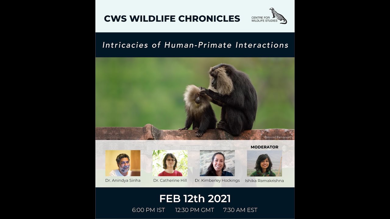 Intricacies of Human-Primate Interactions | CWS Wildlife Chronicles ...
