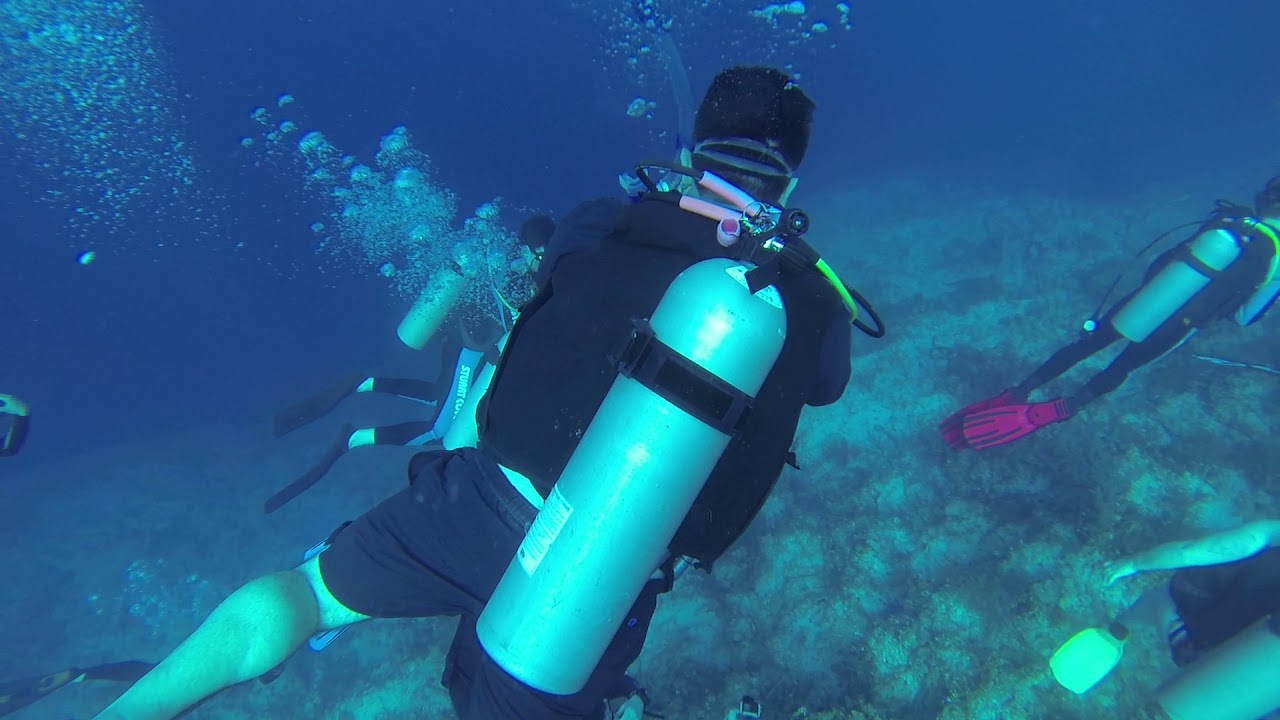 Bahamas wall dive 2/2019 - YouTube