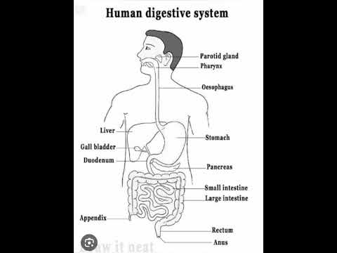 easy diagram of human digestive system