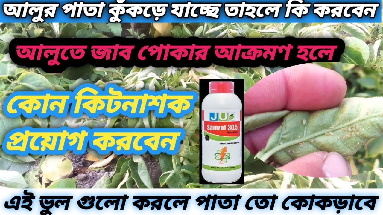 আলু চাষে পাতা কোঁকড়ানো সমস্যা//আলু চাষে জাব পোকার আক্রমণ/Alu Chase jab ...