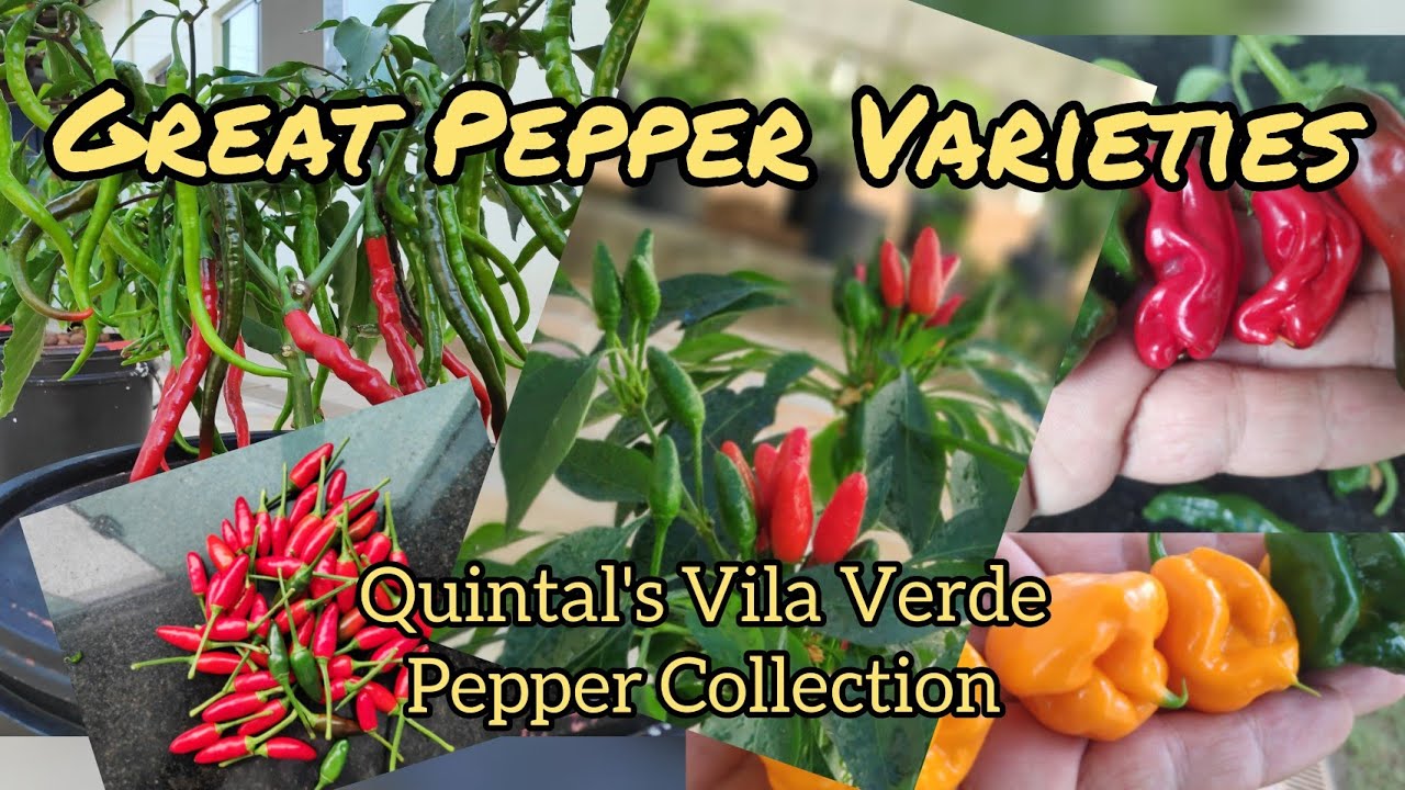 Some great Pepper Varieties - Part I (01 to 10). Quintal Vila Verde's ...