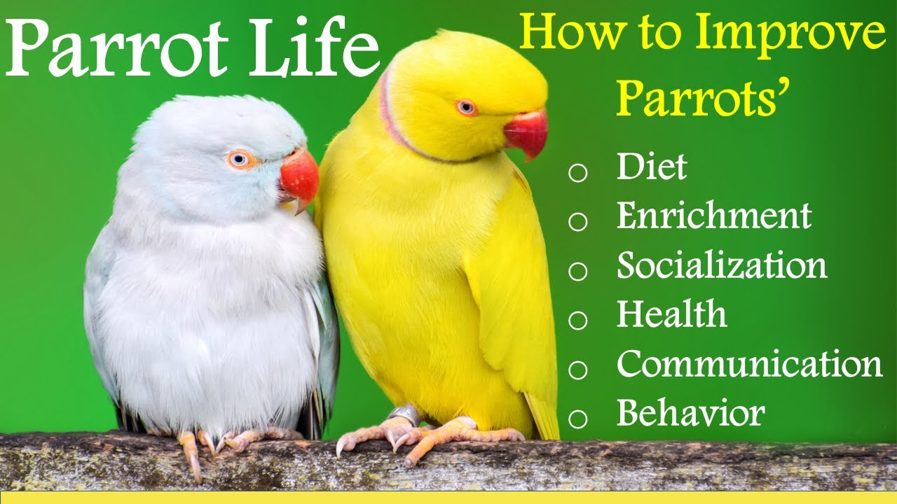 Amazing Parrots: Majestic Birds | Baby Parrot Growth, Care and Training ...