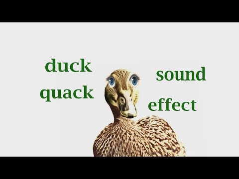 How A Duck Quack Sound / Sound Effect / Animation - YouTube