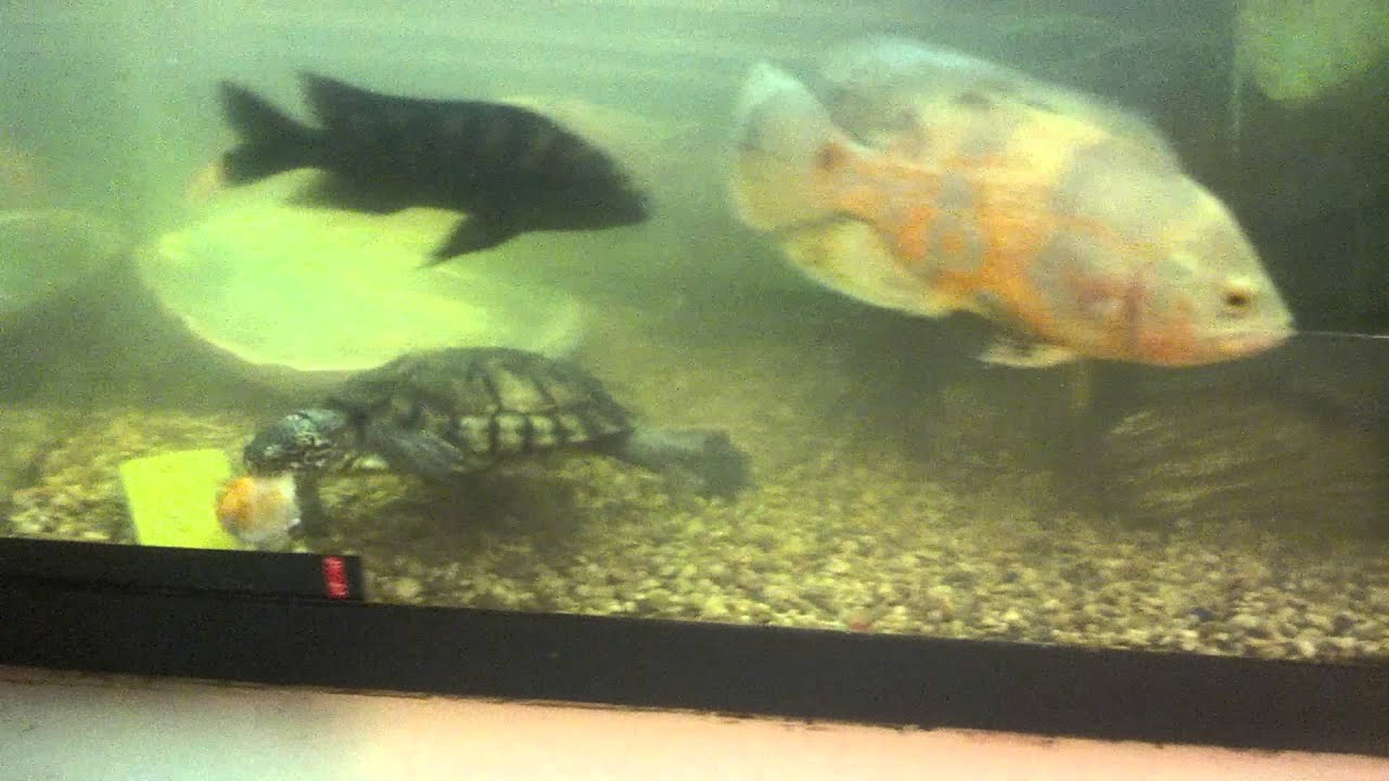 Turtle vs Oscar vs crawdad feeding time - YouTube