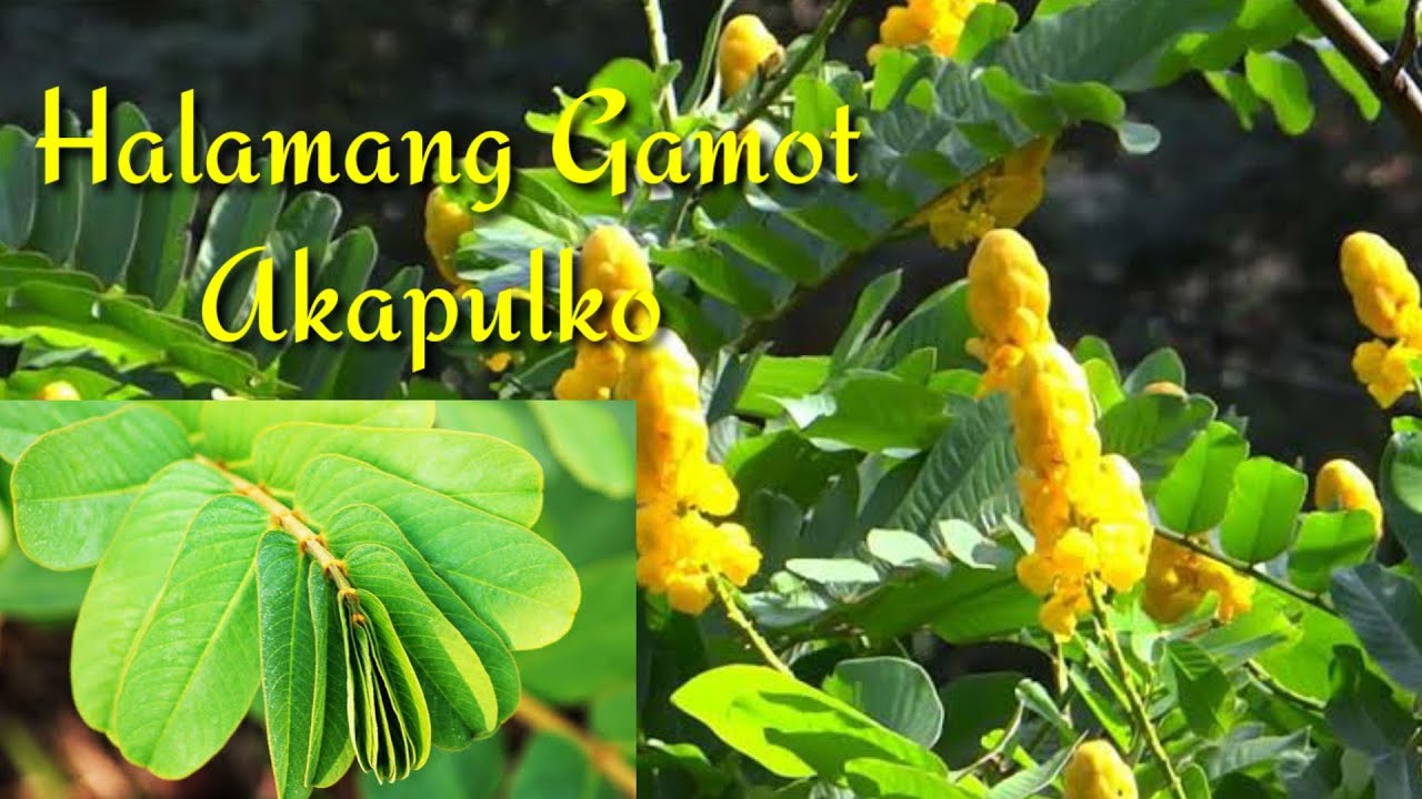Akapulko Health Benefits |Halamang Gamot/Herbal Plant| - YouTube