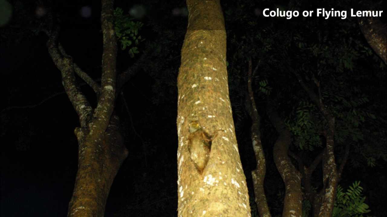 Colugos or Flying Lemurs, found in Berjaya Langkawi Resort, Malaysia ...