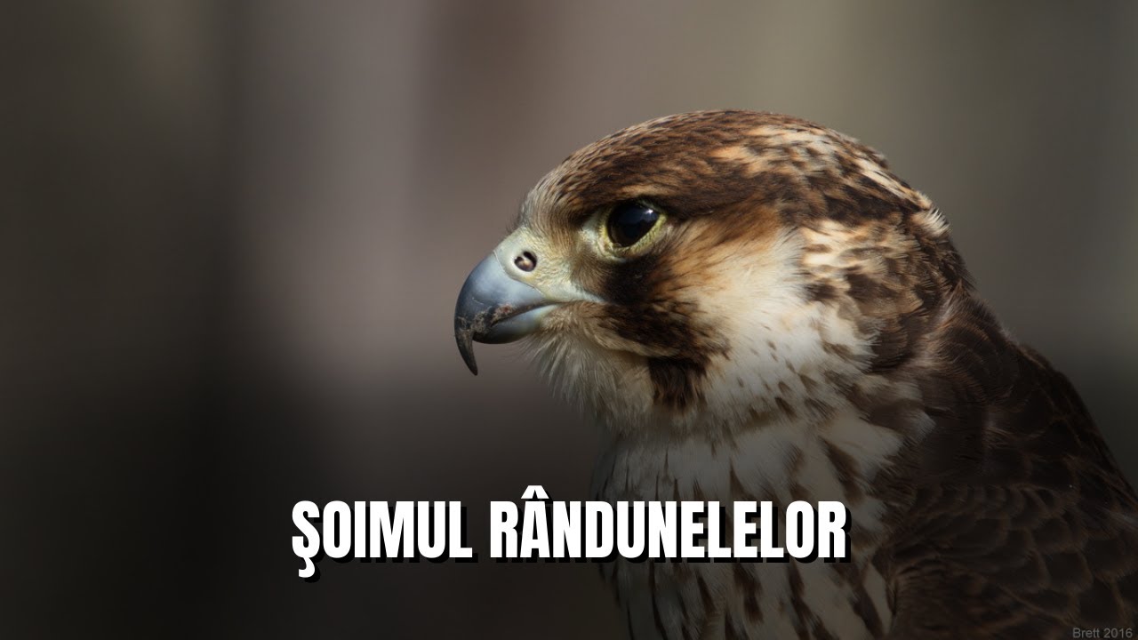 Informatii despre SOIMUL RANDUNELELOR. TOT ce NU stiai! - YouTube
