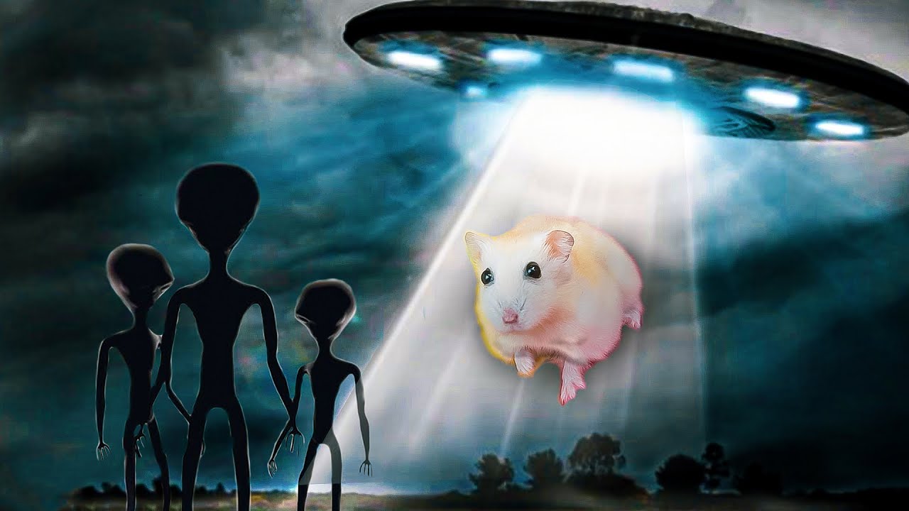Hamster Sophie #56 🐹 Aliens Caught Hamster Right At Home 😱 - YouTube