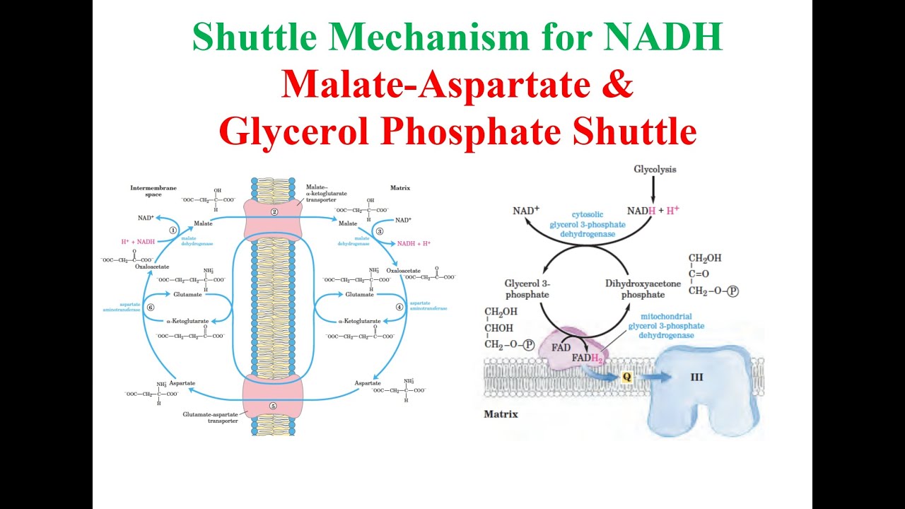 NADH Shuttle Mechanism (Malate-Aspartate & Glycerol Phosphate Shuttle ...