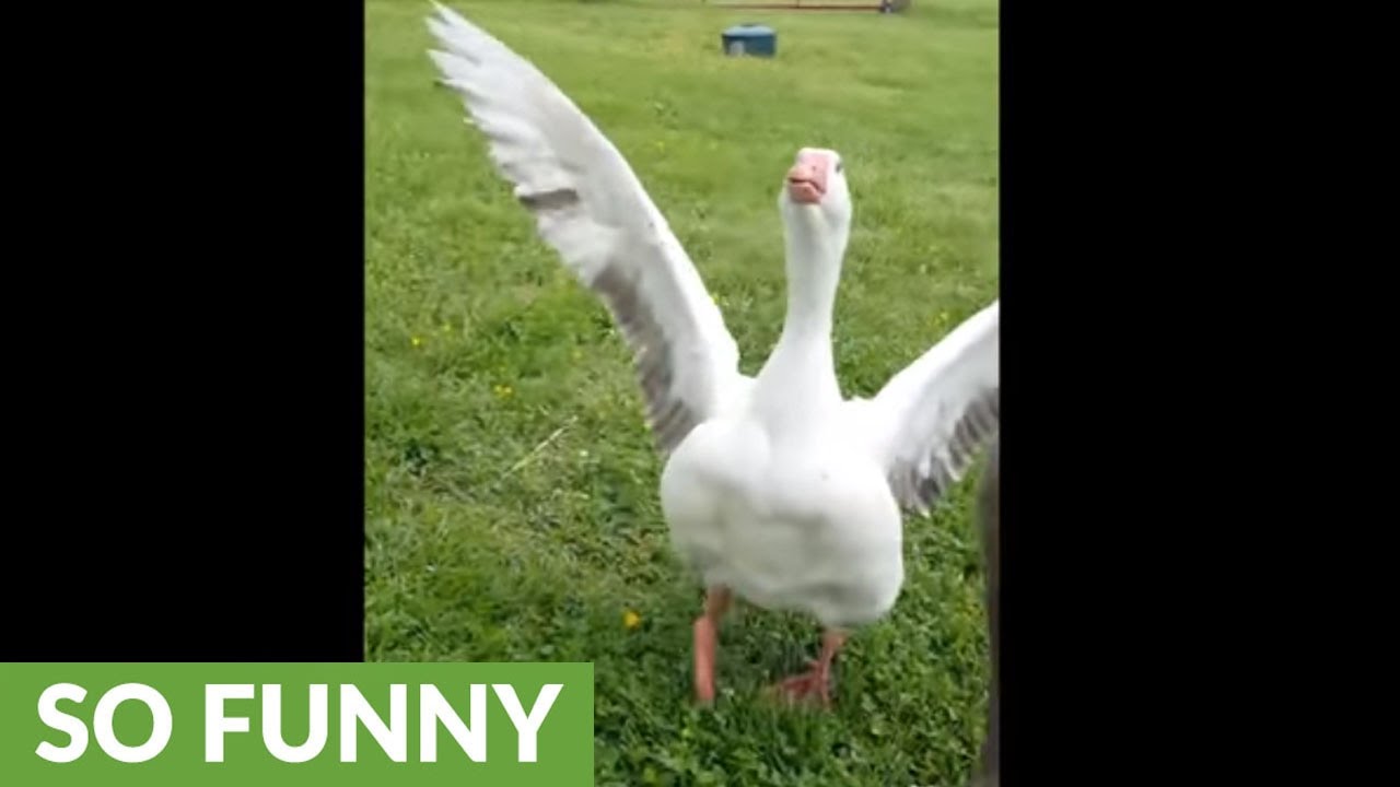 Mickey the Goose runs in for a hug - YouTube