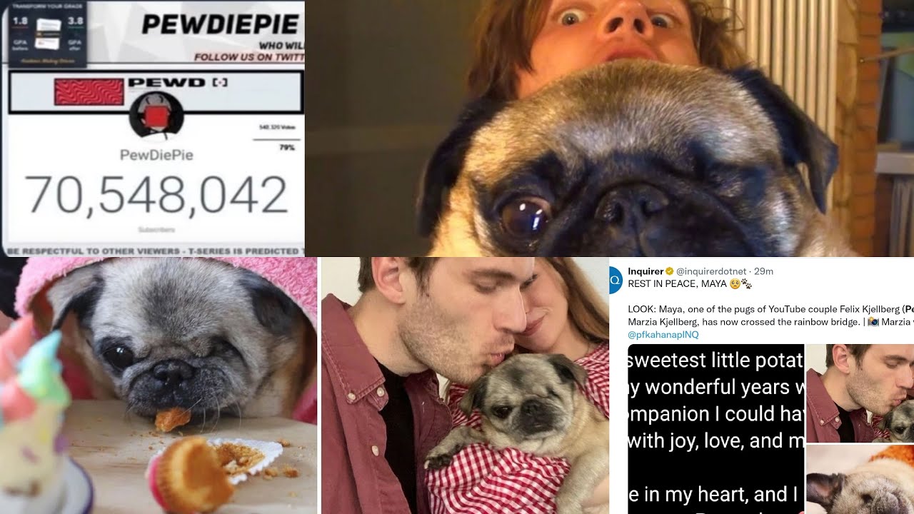 Maya, PewDiePie and Marzia's pug Dog has passed away - YouTube
