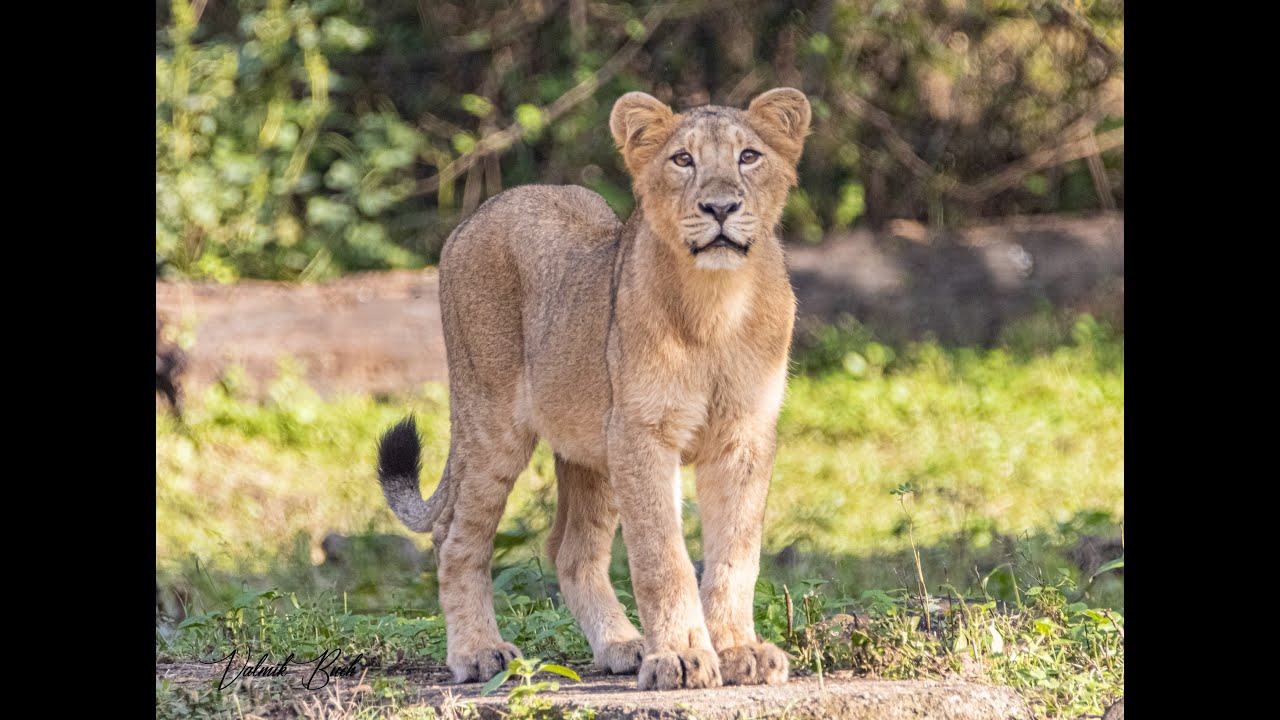 SULTAN OF SASAN GIR | SASAN GIR| ASIATIC LIONS | SASAN GIR NATIONAL ...