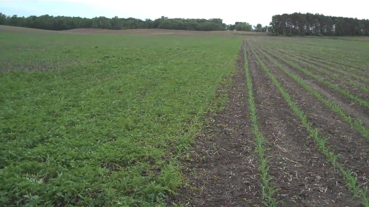 Kixor Herbicide Residual Performance in MN - YouTube