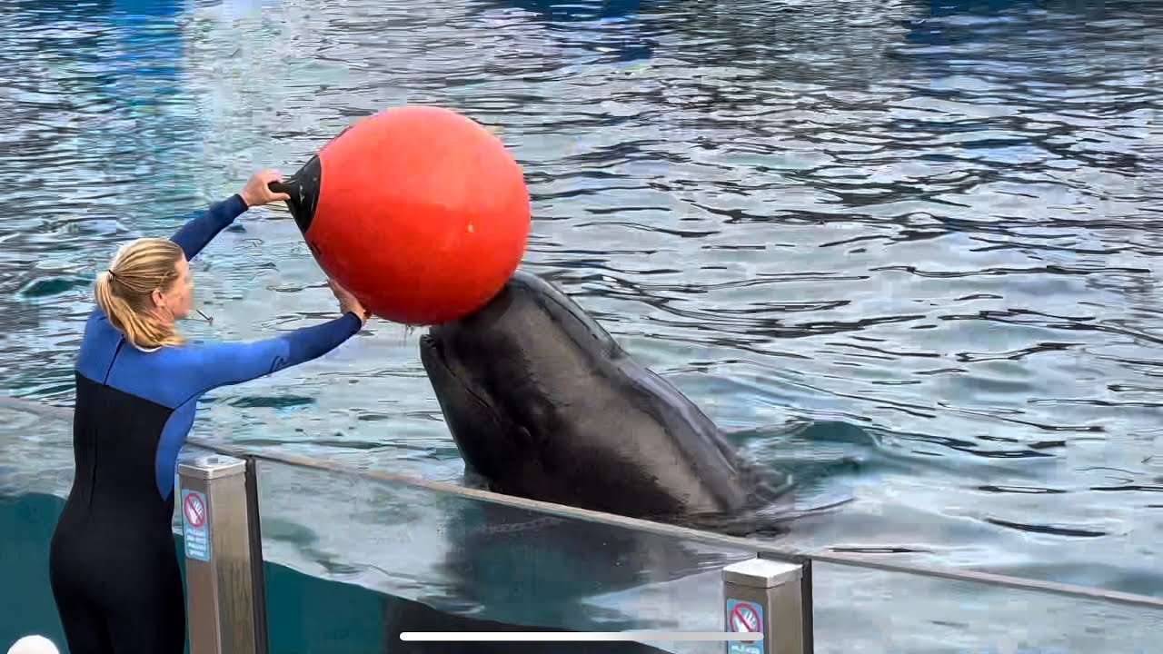 Inside look Presentation (Pilot whales) at SeaWorld San Diego January ...