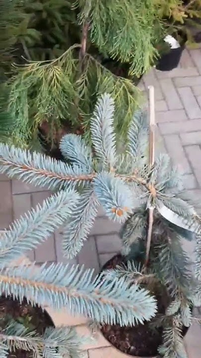 🌲Ель Зе Блюз | Telegram: https://t.me/love_is_hvoiny_dvorik - YouTube