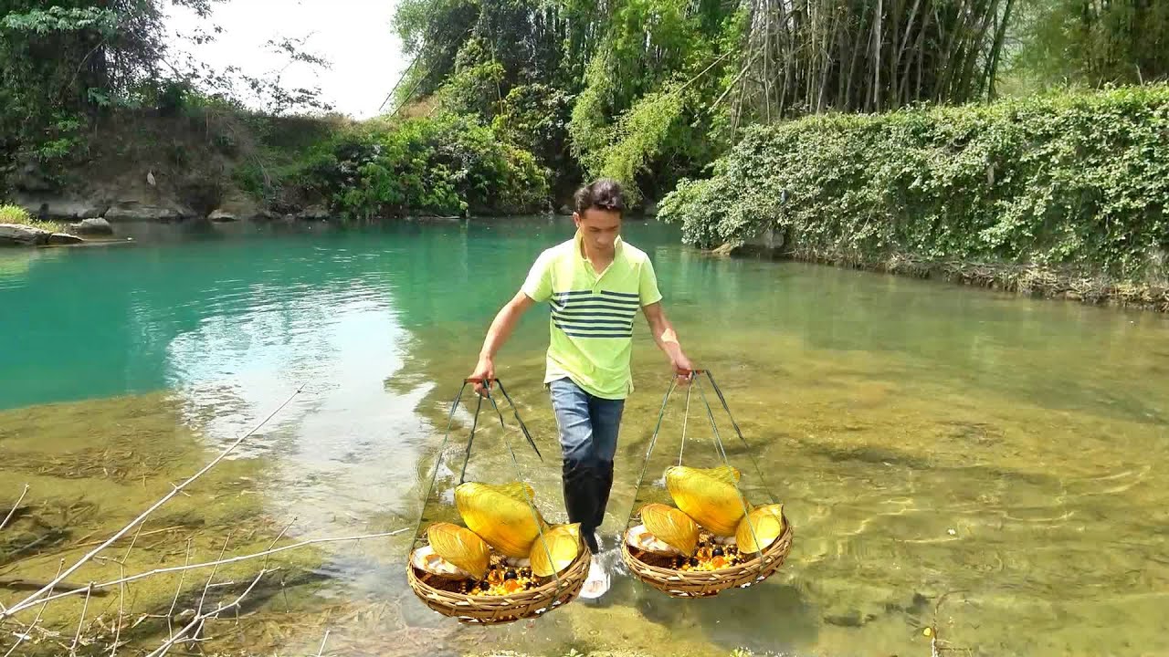 Search for golden pearl shells in the wild. We have collected high ...