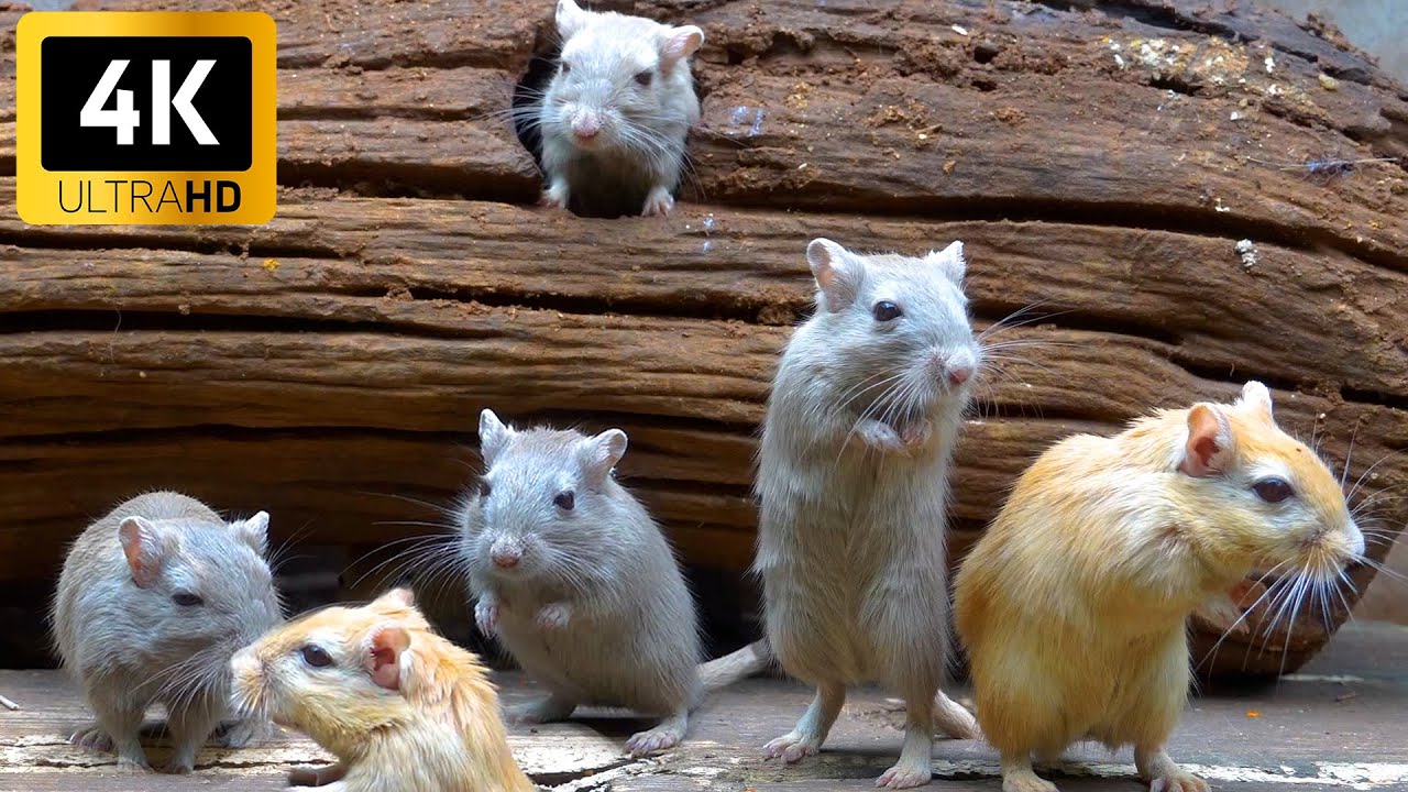 Cat TV Mouse: Real Mice & Cats Play Hide and Seek – Nature Fun Cat TV ...