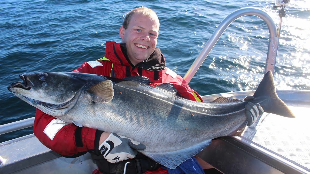 Fishing for huge coalfish at Værøy 2014 - YouTube