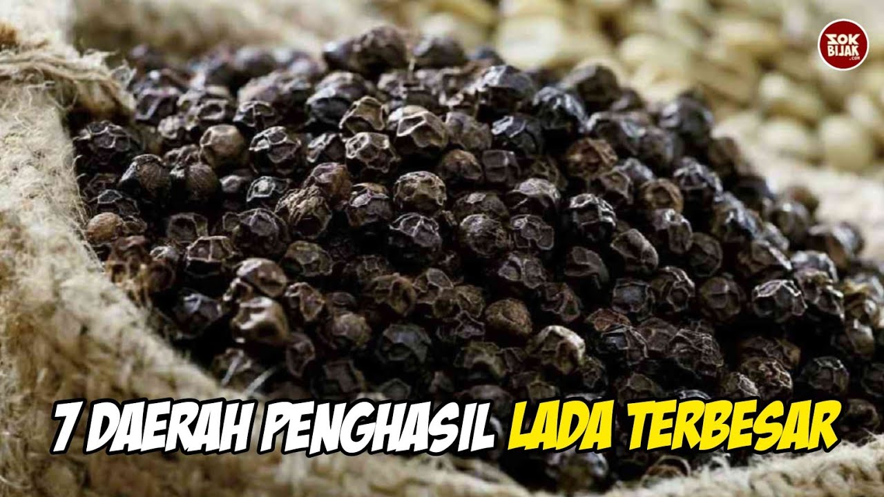 7 Daerah Penghasil Lada Terbesar di Indonesia - YouTube