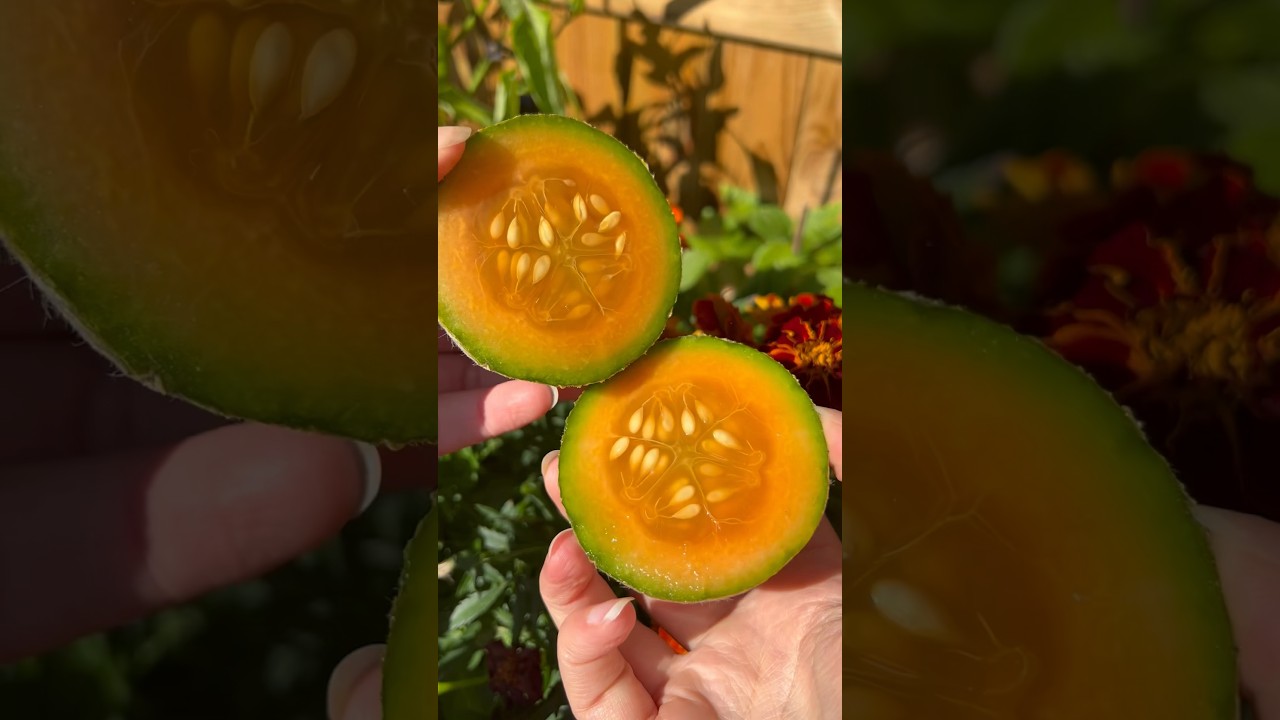 Homegrown Mini Cantaloupe Melon | Diary of a Yorkshire Gardener - YouTube
