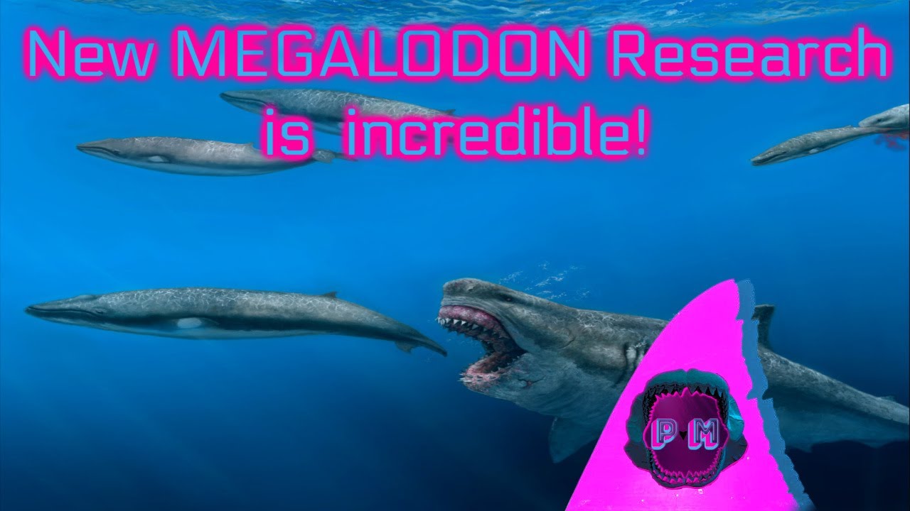 New MEGALODON research was released and it's incredible! - YouTube