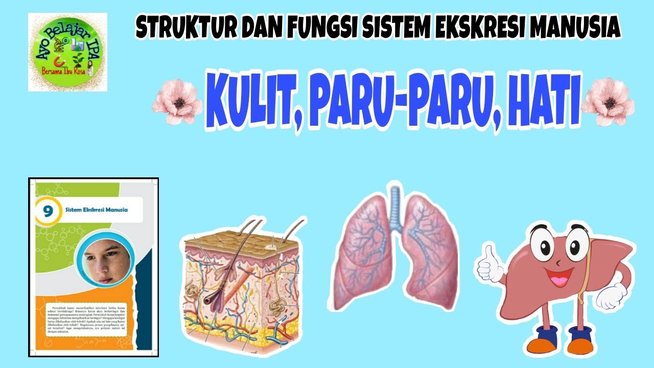 Sistem Ekskresi Manusia Part 3 - Struktur dan Fungsi Kulit, Paru-paru ...